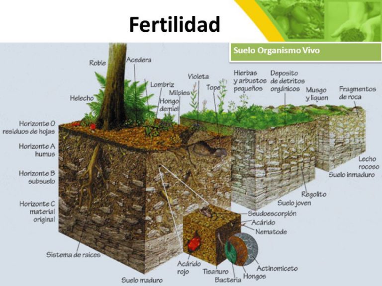 Tres Leyes Generales De La Fertilizacion Universidad Agrícola